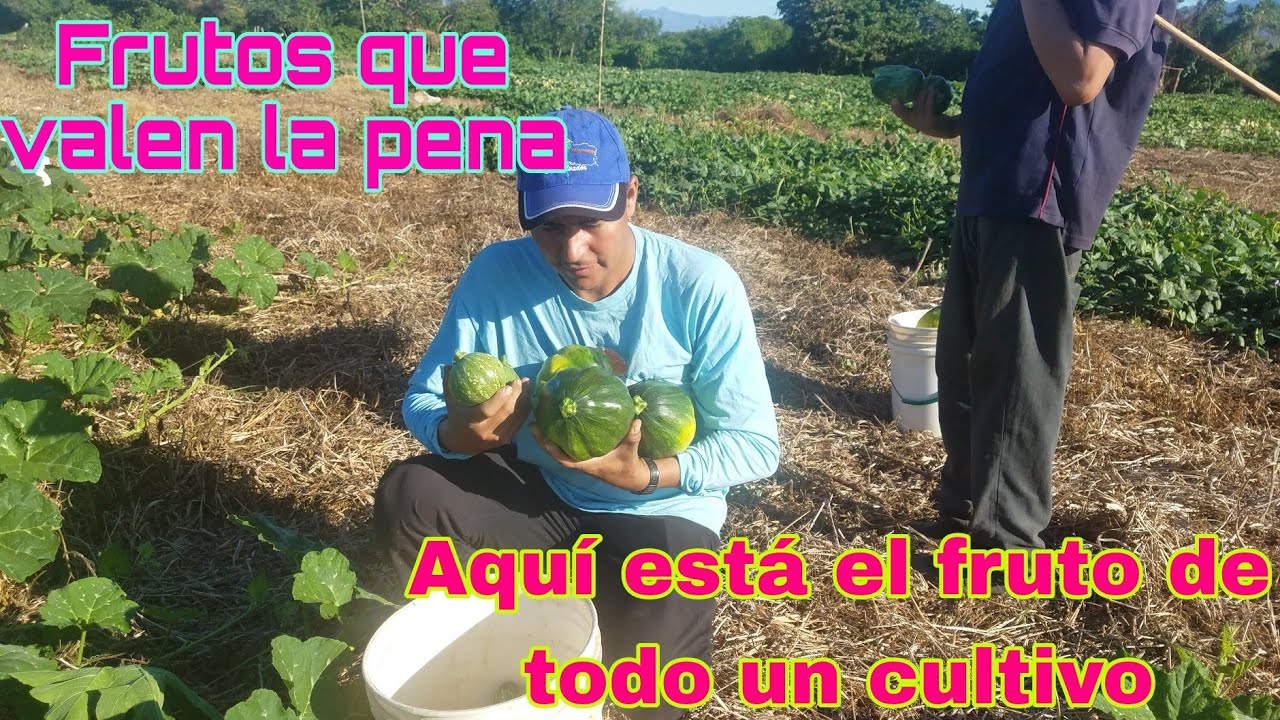 Así Es el proceso de un cultivo de ayotes,Les gustaría conocerlo🤔🤗 ...