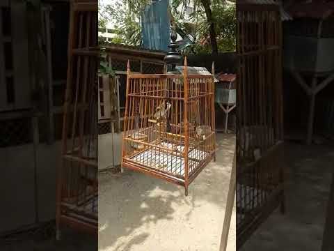 BURUNG MERBAH JAMBUL SIAM,,BURUNG DAPAT JEBAK,,,🔥🔥 - YouTube