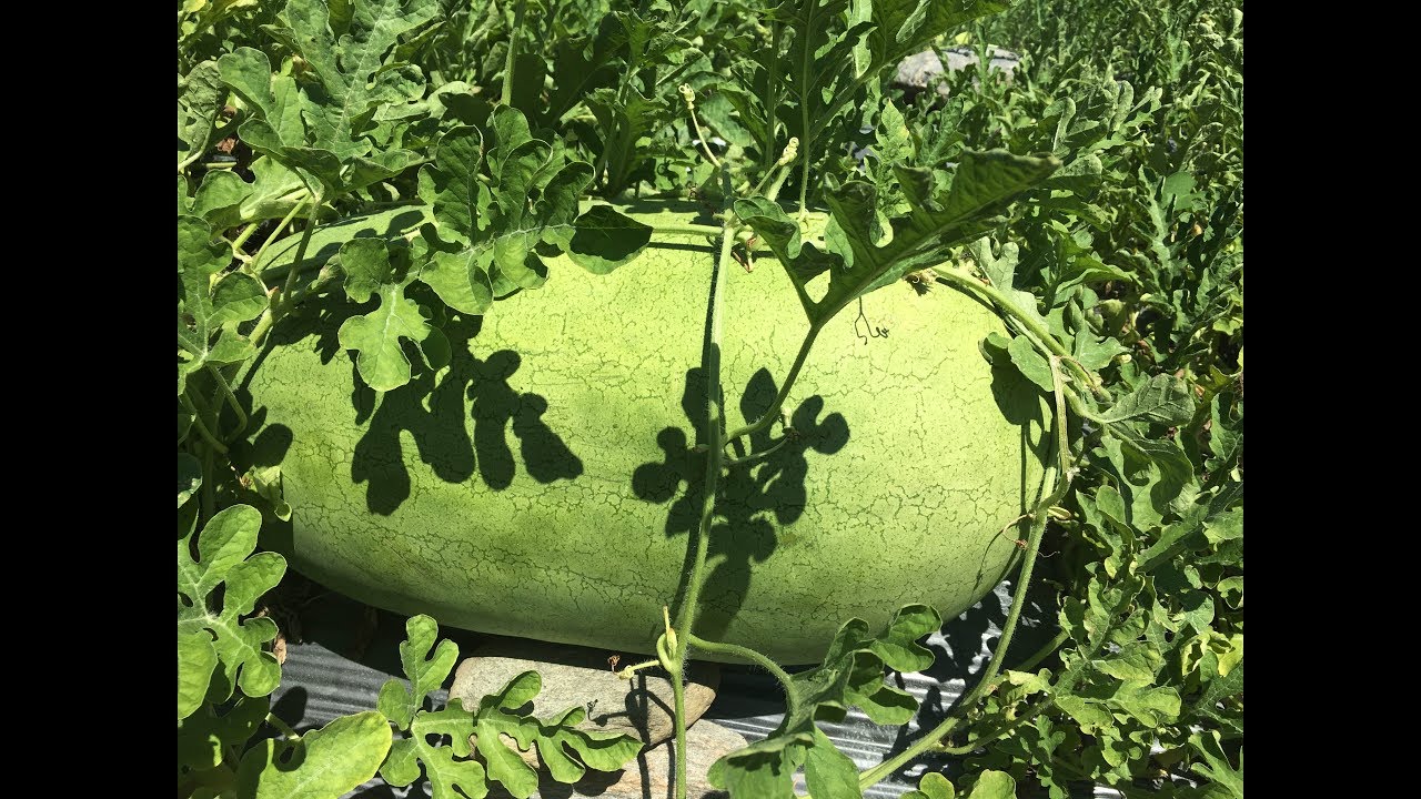 Watermelons Taiwan Leisure Farms Development Association Full HD 5 ...