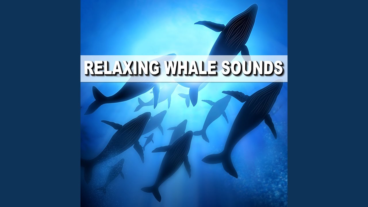 Whale Sounds for Deep Sleep - YouTube