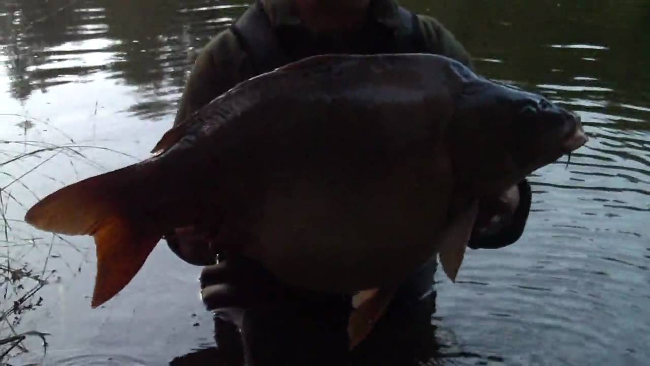 Steamies Boilies Carp Fishing with Individual Baits 30+ Mirror - YouTube