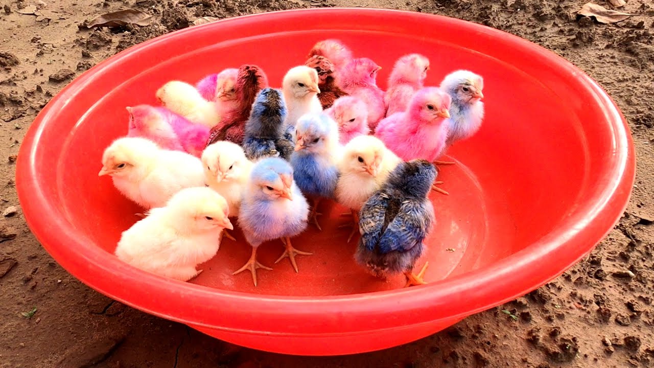 Catch Rainbow Chickens, Colorful Chickens, Cute Chickens, Cute Animal 😘 ...