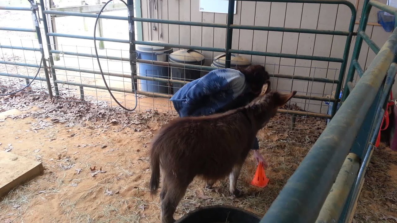 Trick donkey - YouTube
