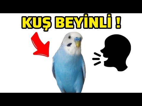 KUŞ BEYİNLİ DEYİMİ NE KADAR DOĞRU ? #kuşbeyinli #muhabbetkuşu #deyim
