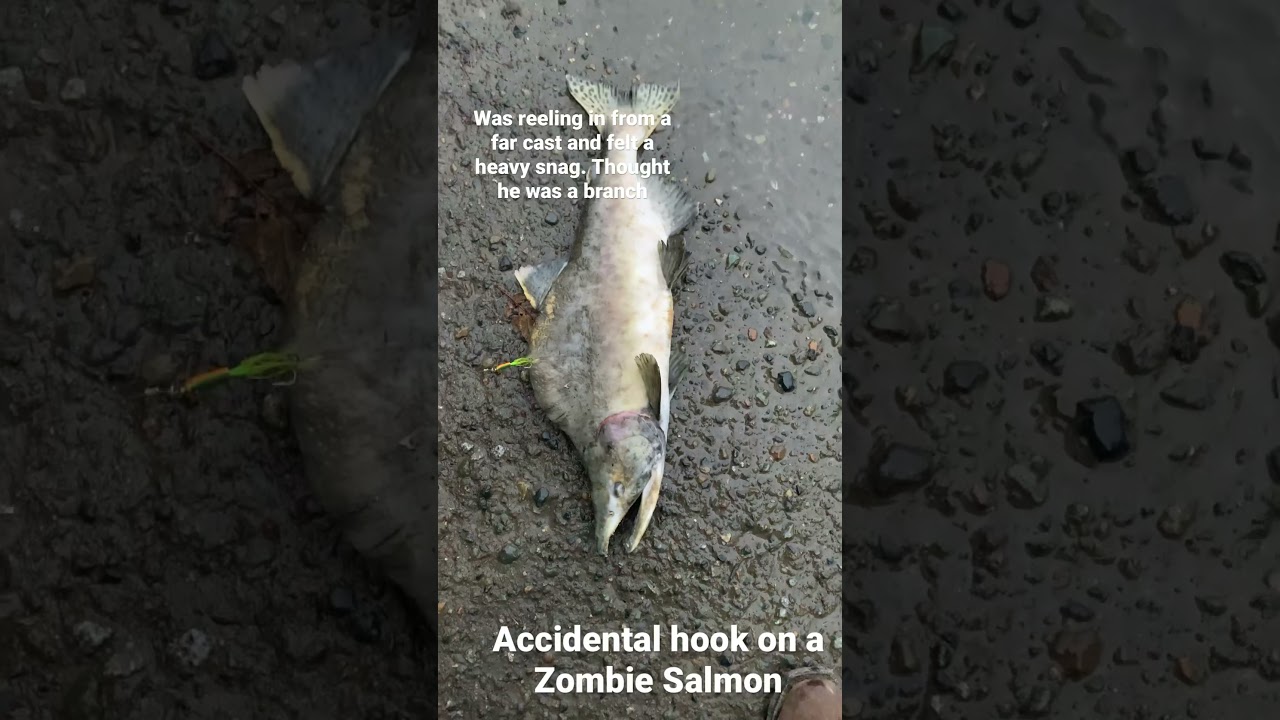 Zombie Salmon - YouTube