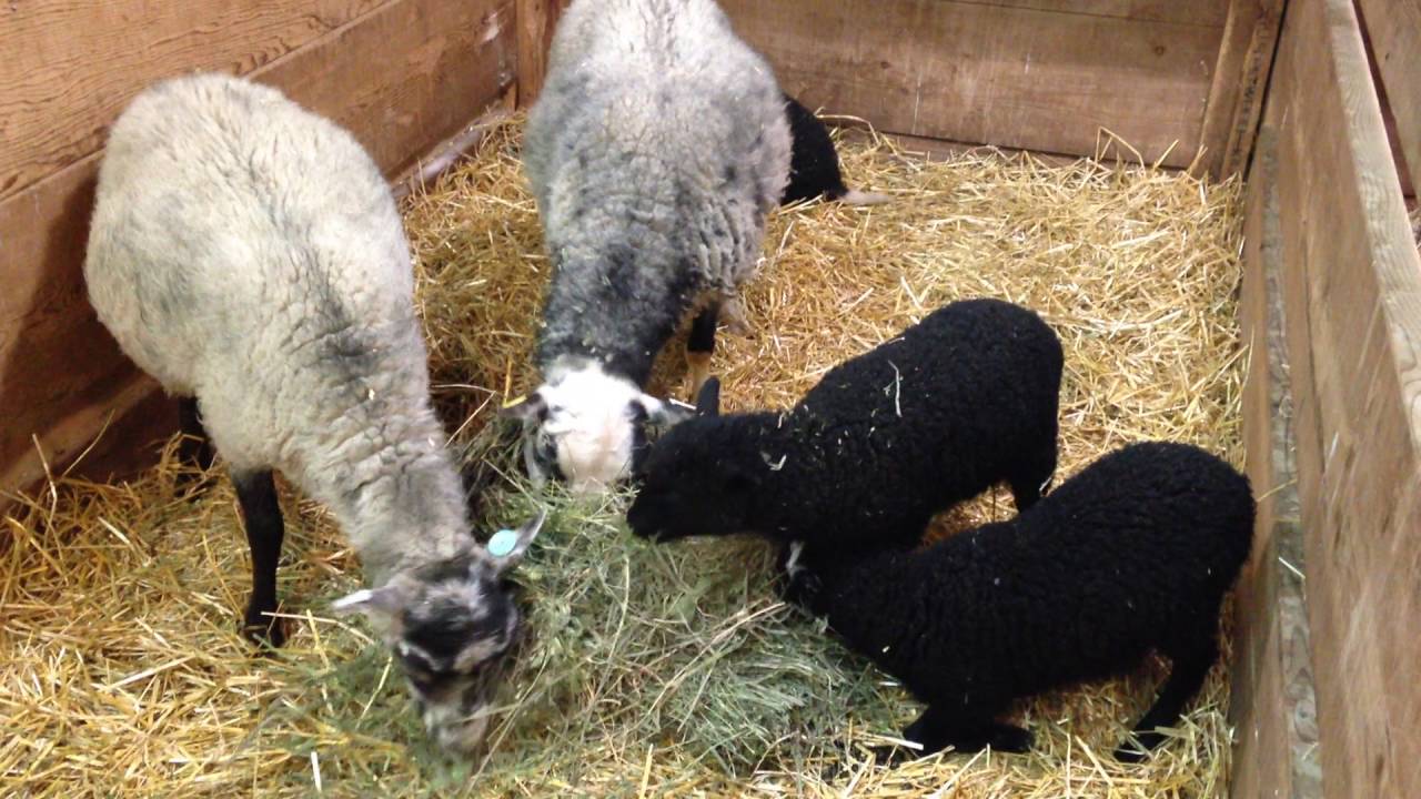 Hungry Sheep at Shepard's Harvest - YouTube