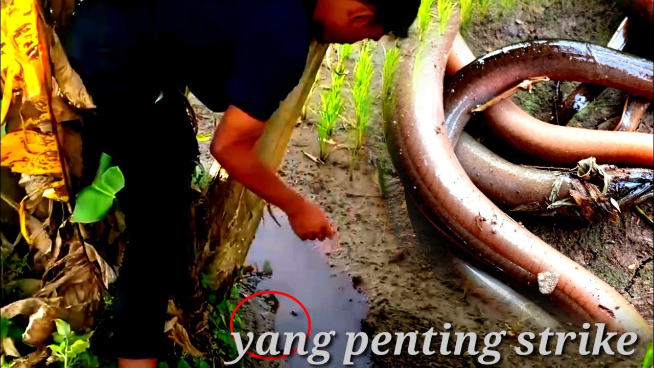 mancing belut sawah.susah kalau ketemu lubang bawah pohon pisang.belut ...