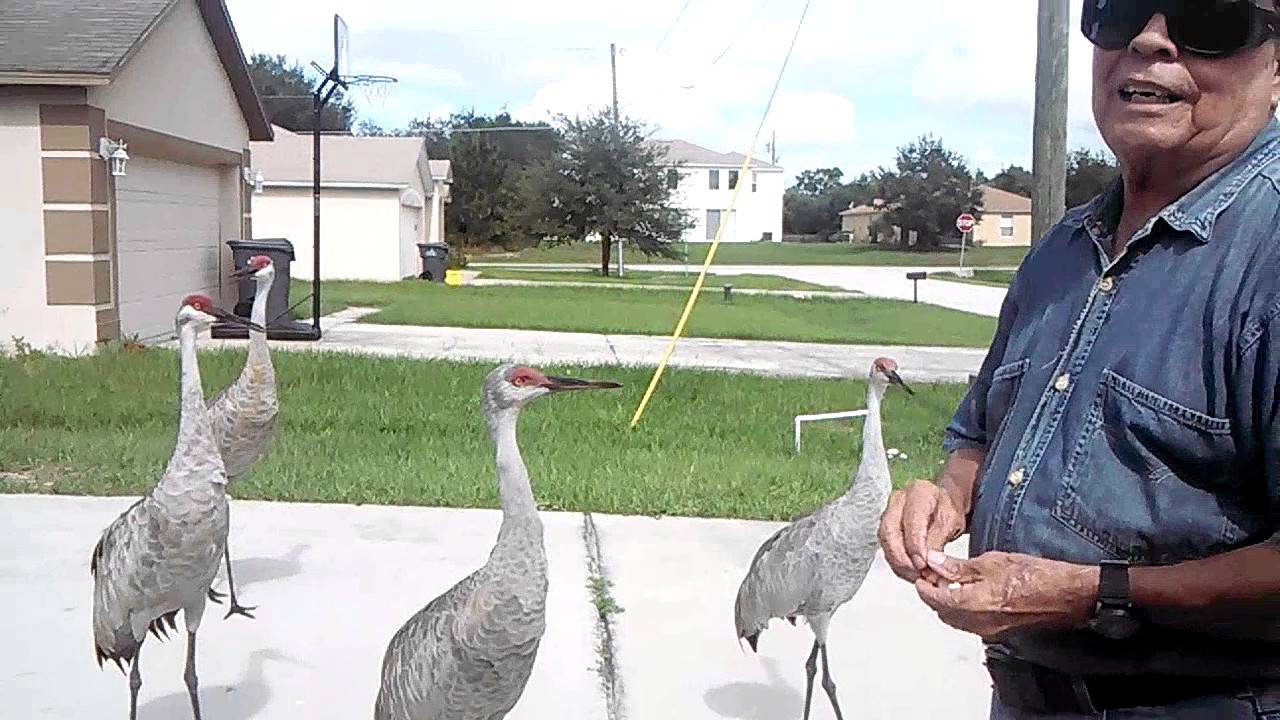 My dad's Sandhill crane pets - YouTube