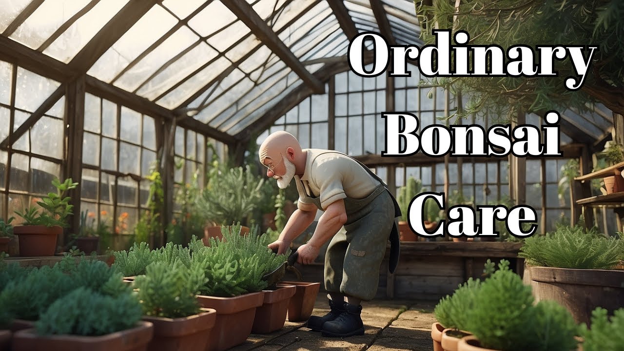 Daily Bonsai Tree Care - Robinia Pseudoacacia - (Bonsai Diary) #49 ...