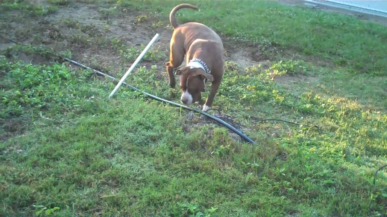 Casita Big Dog Rescue Training Tip - Proper Exercise - YouTube