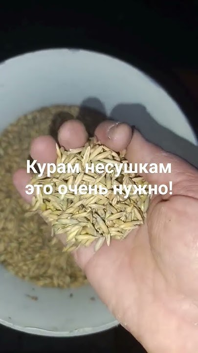 Витамины для хорошей яйценоскости кур #деревенскаяжизнь #куры # ...