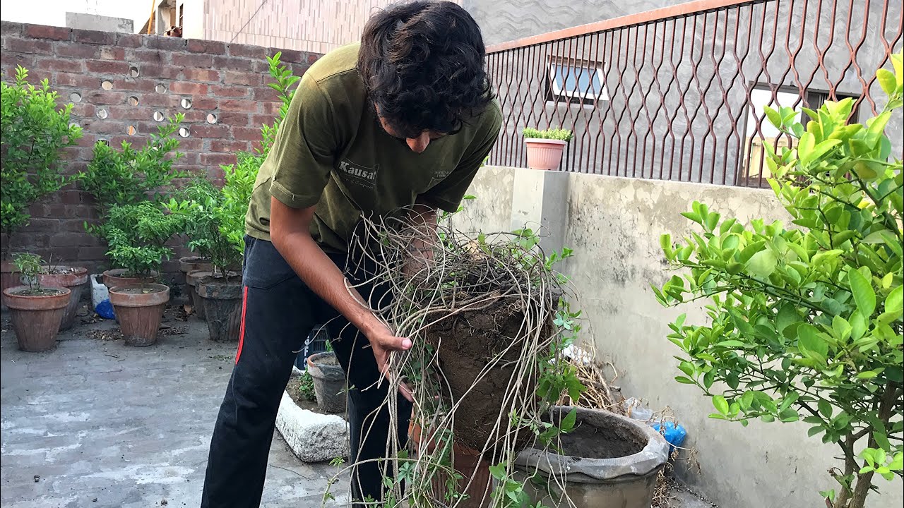 Gardening hack of shifting a vine #vine railway creeper vine hacks # ...