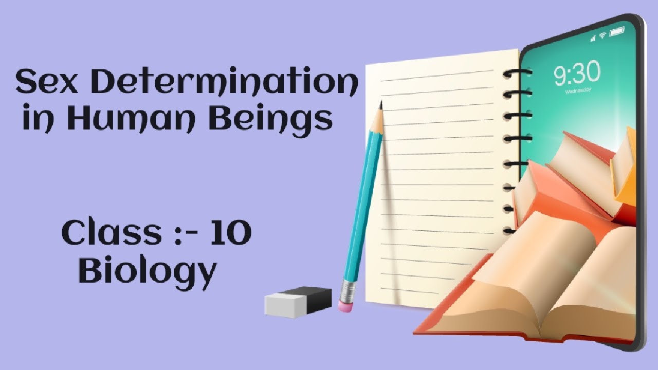 Sex Determination In Human Beings Class 10 Biology Fully