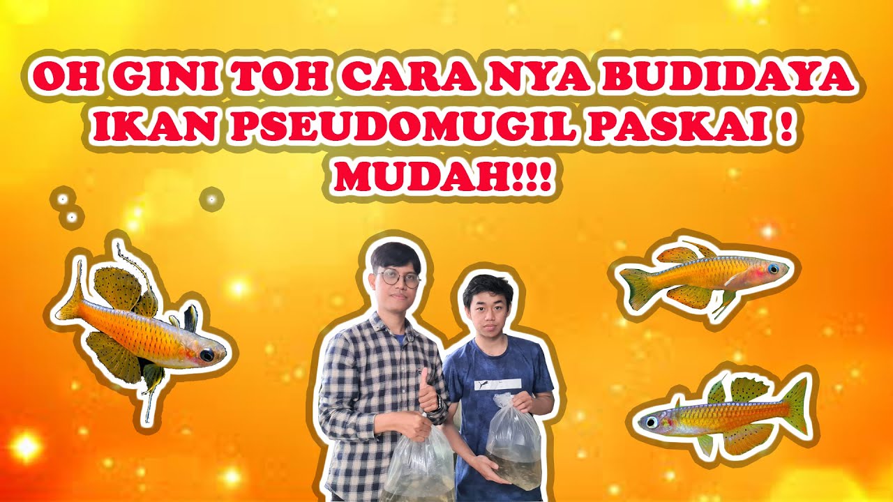 IKAN PASKAI CANTIK BANGET NIH! BUDIDAYA NYA PUN CUKUP MUDAH UNTUK SKALA ...