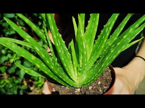 Aloe Vera faydaları ve yetiştiriciliği diğer videolarımıda izlemeyi unutmayın.