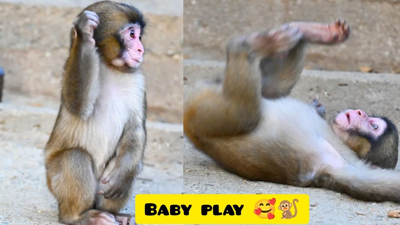 Baby Nunuk 🐒 play with brother ☺️🐒 monkey 🐒 wildlife and monkey 🐒# ...