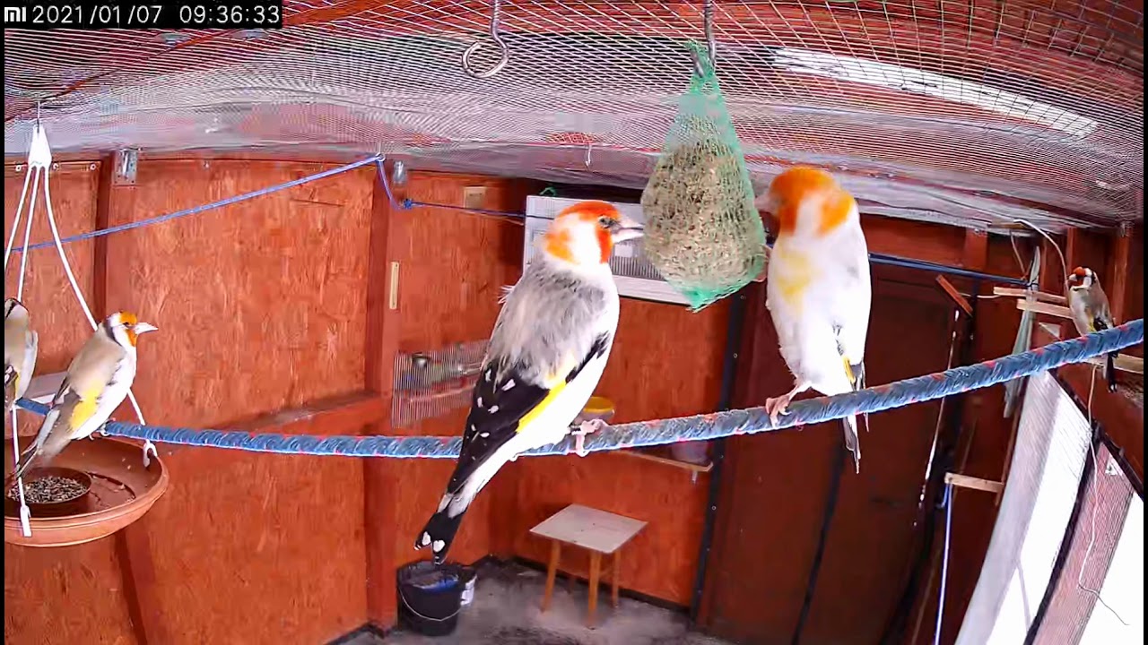 Szczygły syberyjskie Carduelis Carduelis major - YouTube