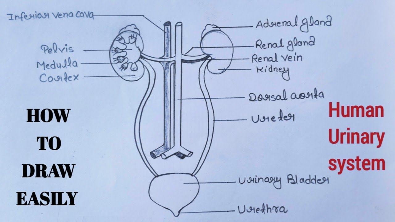 How to draw Human Urinary System easily– step by step - YouTube