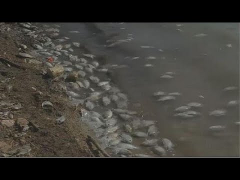 Fish perish en masse in Libyan lake - YouTube