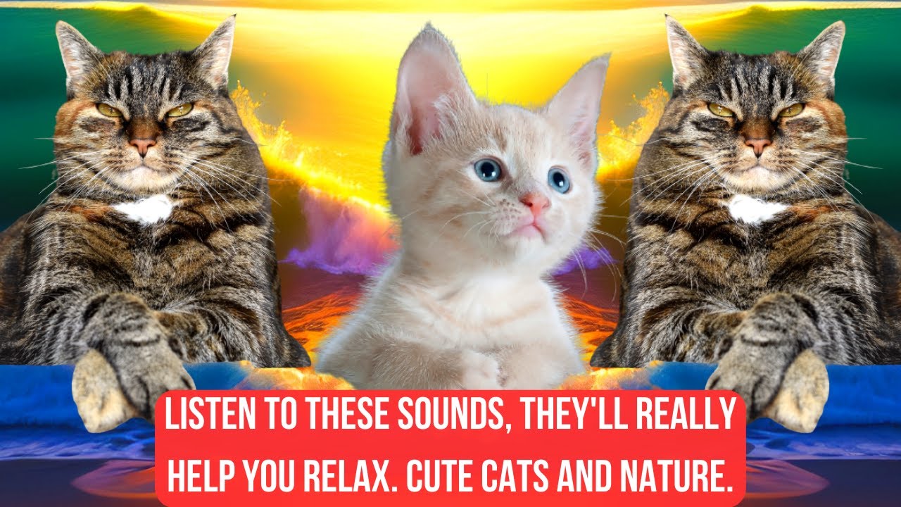 Listen to these sounds, they'll really help you relax. Cute cats and ...