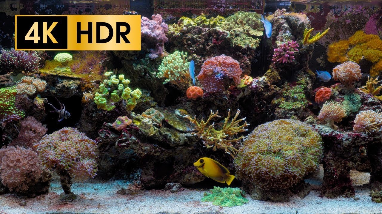 Coral Reef Aquarium - 4K HDR 60 fps - no loop - YouTube