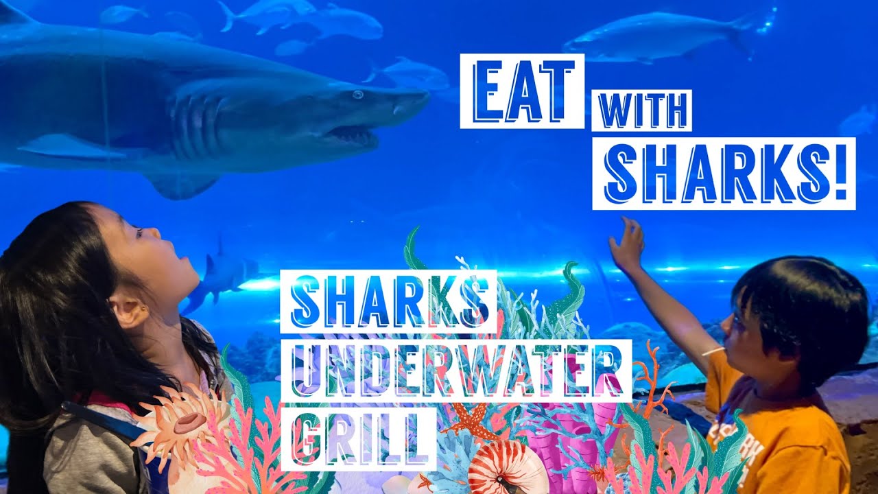 Seaworld Sharks Underwater Grill Orlando Florida - Eat with Sharks ...