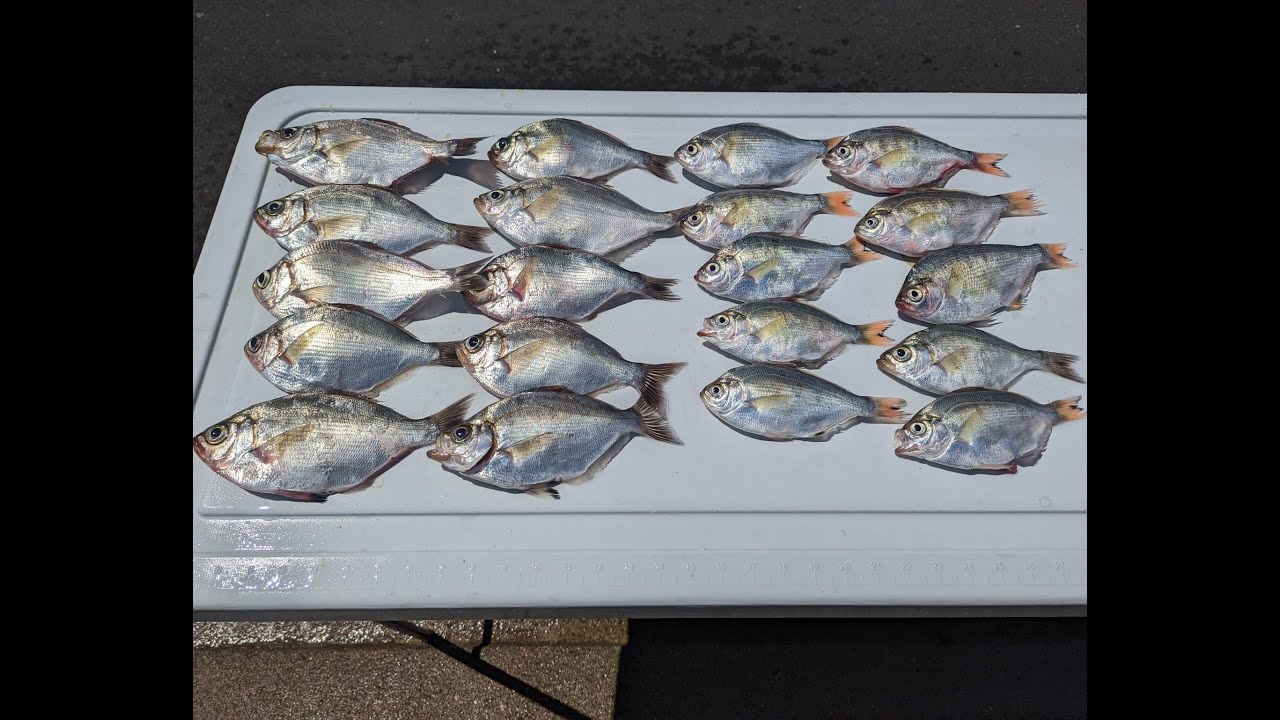 Silver and Walleye Perch? Where are all the Barred Surf Perch? San ...
