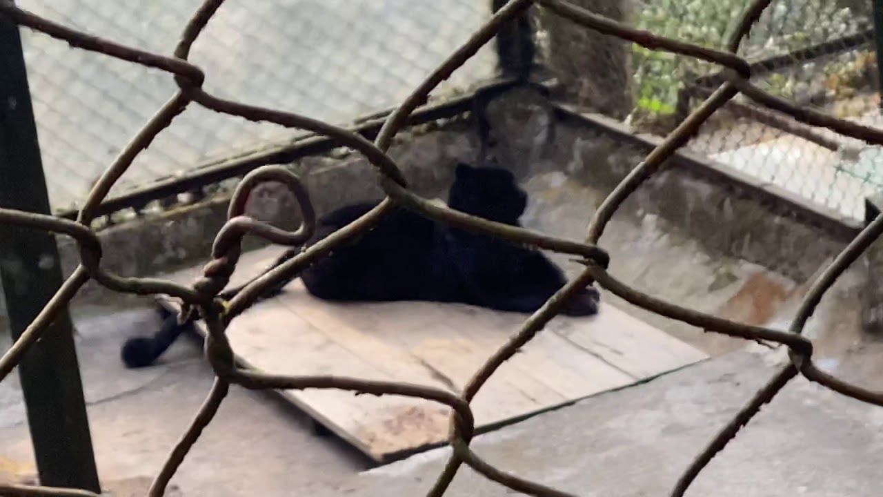 Nepali black cat - YouTube