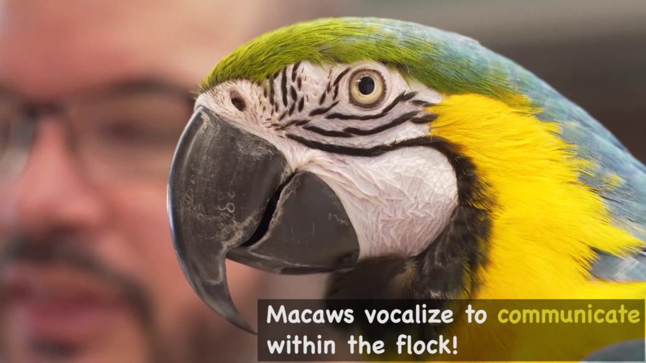 5 Fun Facts About The Macaws