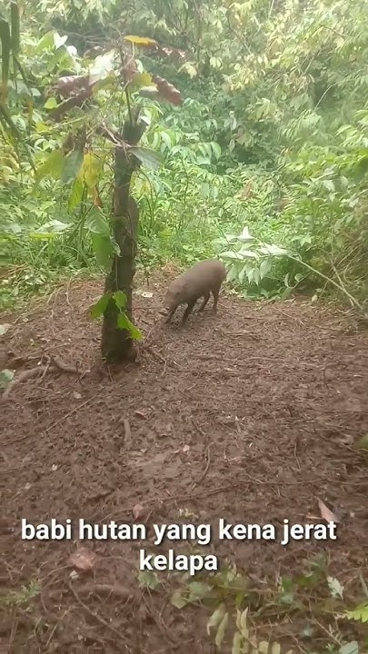 babi hutan yang kena jerat kelapa - YouTube