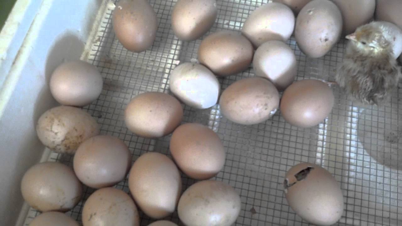 Hatch Day Rhode Island Red Chicks Chickens Farming - YouTube
