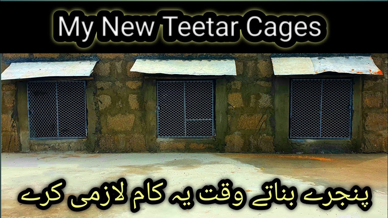 My New Teetar Cages/ Birds Cages/Aseel Cages - YouTube