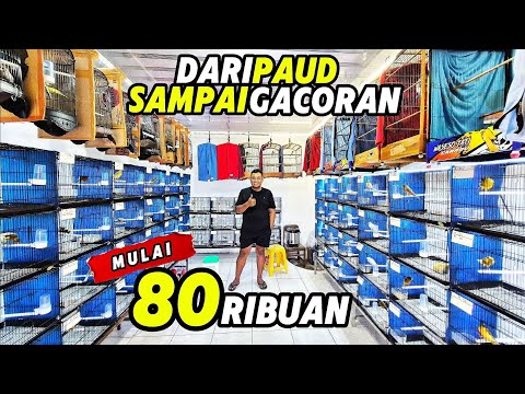 Review KENARI MURAH‼️Mulai 80ribuan dari PAUD sampai GACORAN...