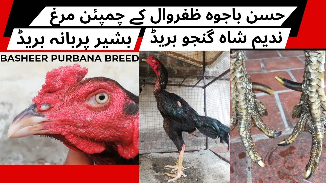 Basheer Purbana Breed | Nadeem Shah Aseel | Ganju Breed | Thai Aseel ...