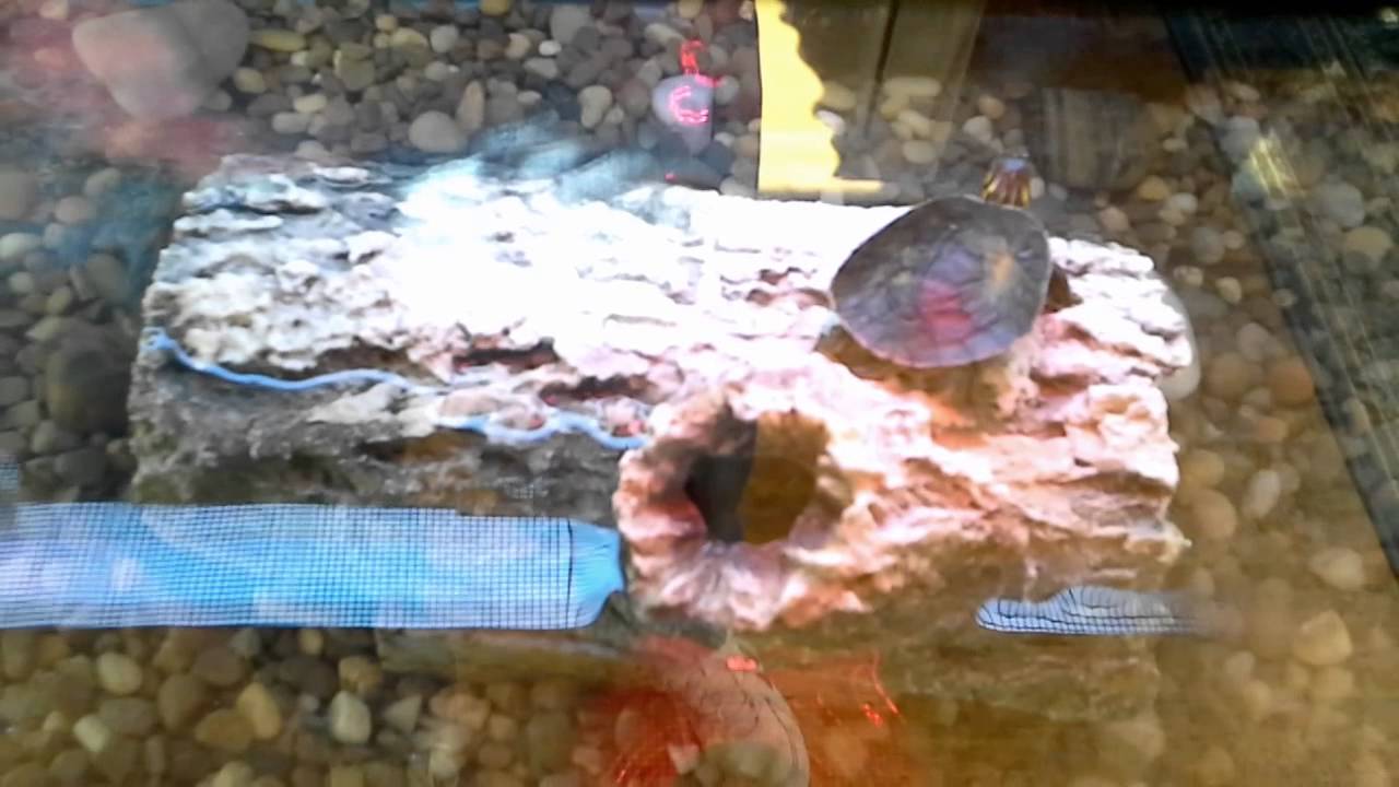 Turtle With Shell Rot - YouTube