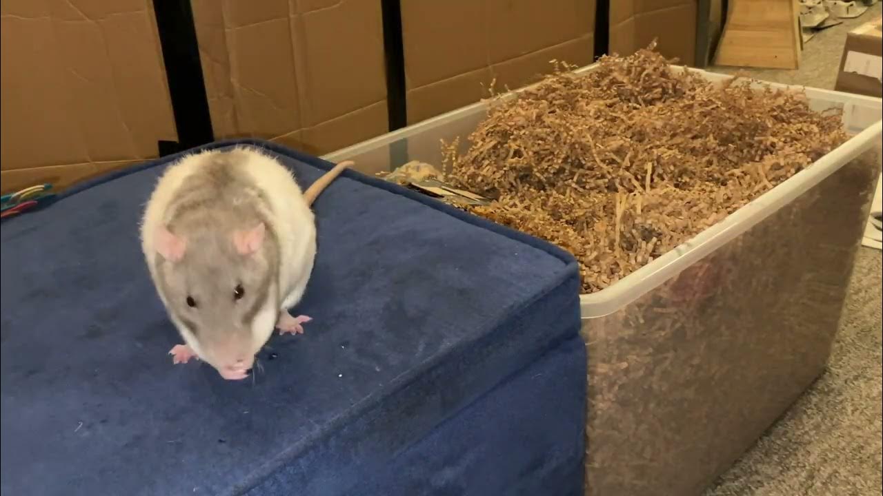 Training a modified version of dock diving with my pet rat Blueberry! - YouTube