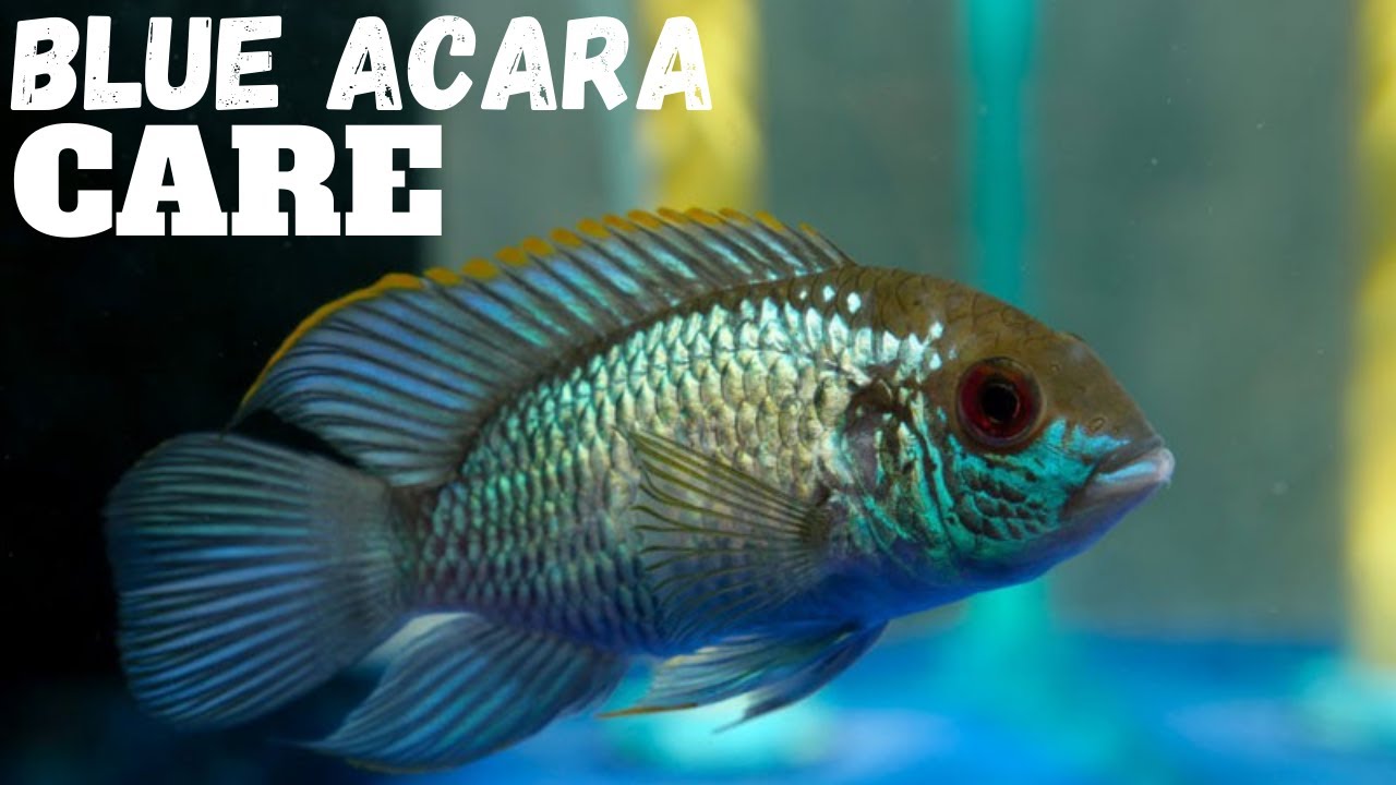 HOW TO CARE FOR ELECTRIC BLUE ACARA - Care and Breeding Guide To ...