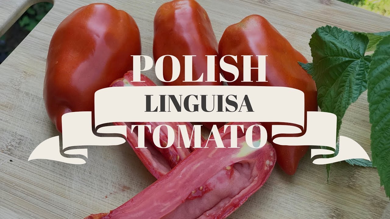 POLISH LINGUISA TOMATO - One Of The Best Large Meaty Paste Tomatoes ...