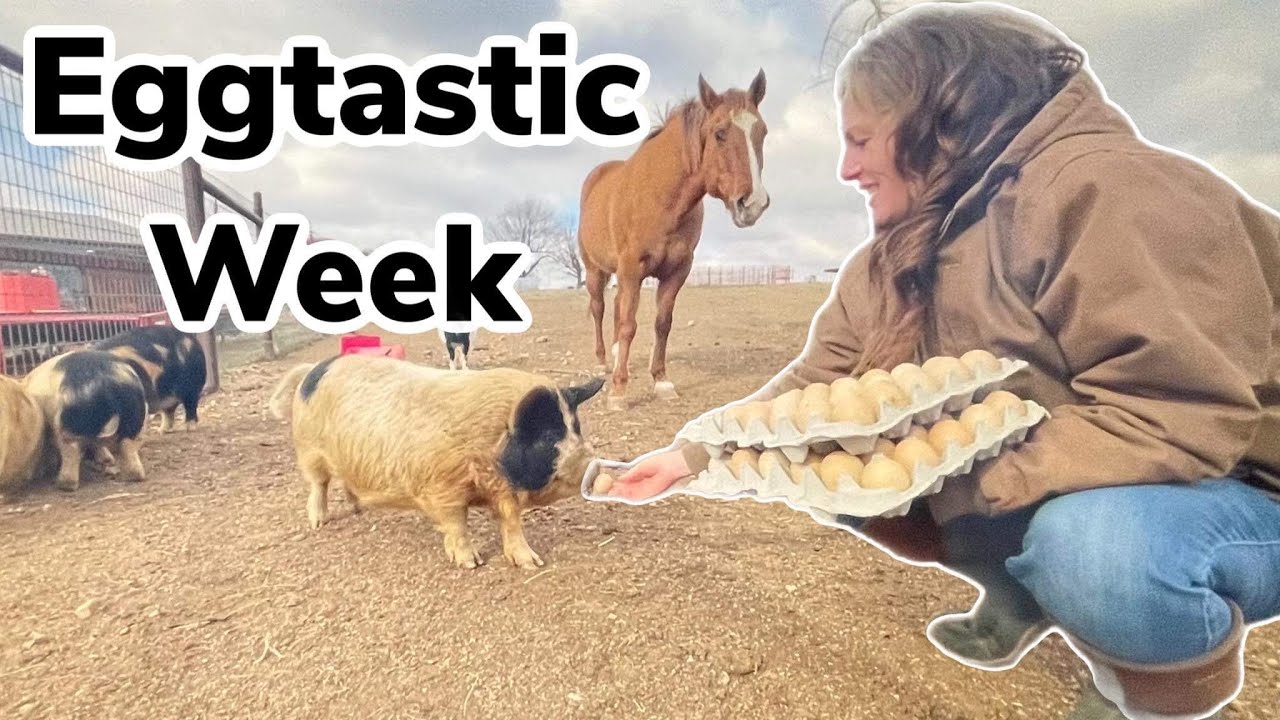 We Had An Eggtastic Week - YouTube