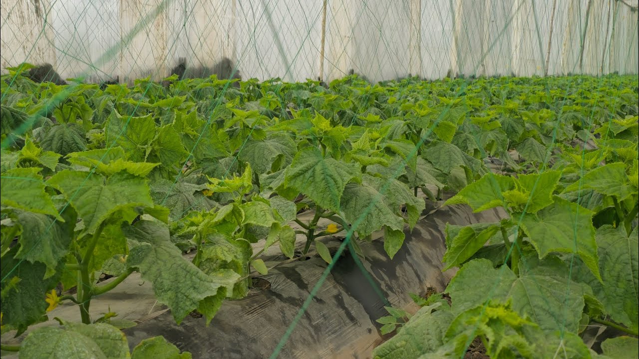 cucumber cultivation guide| new farmers| cucumber profitable farming ...