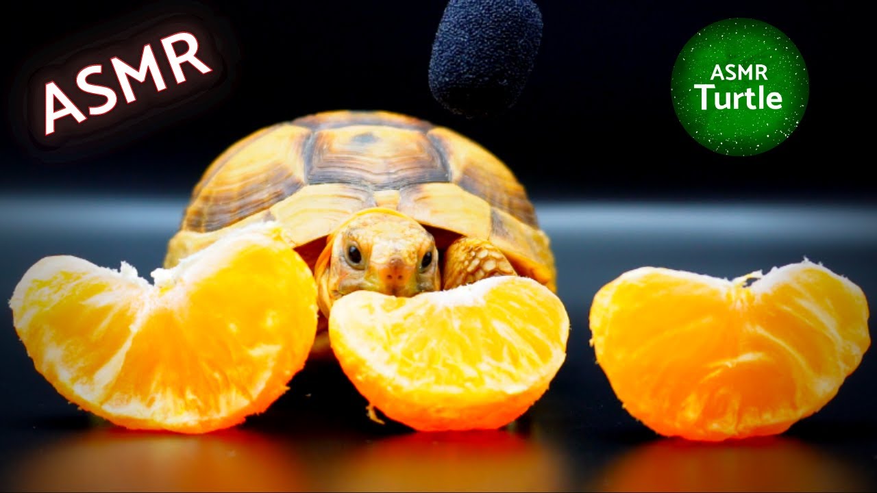Turtle Tortoise Eating Orange ASMR Mukbang 🐢🍊 - YouTube