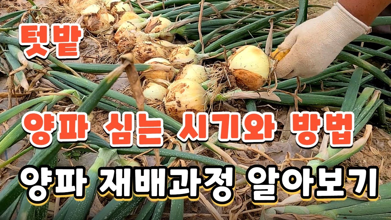 양파 심는 시기와 방법 텃밭 양파 모종 심는 시기와 재배과정 알아보기 Youtube