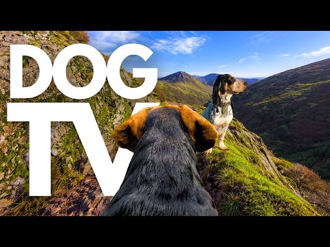 TheDogCam | 10hrs of Mountain Valley Virtual Dog Walks With Gentle Background Music 🐾⛰️ GoPro DogTV