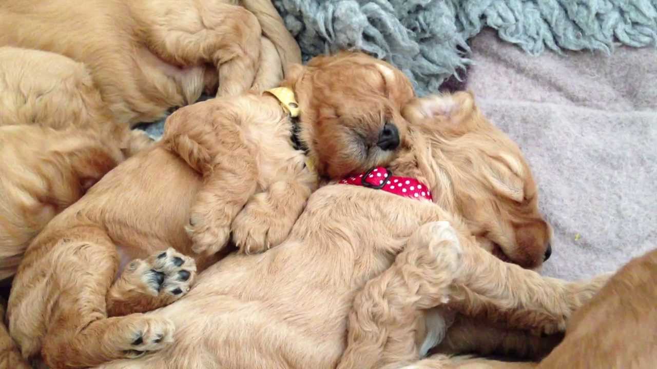 3 week old cockapoo puppies - YouTube