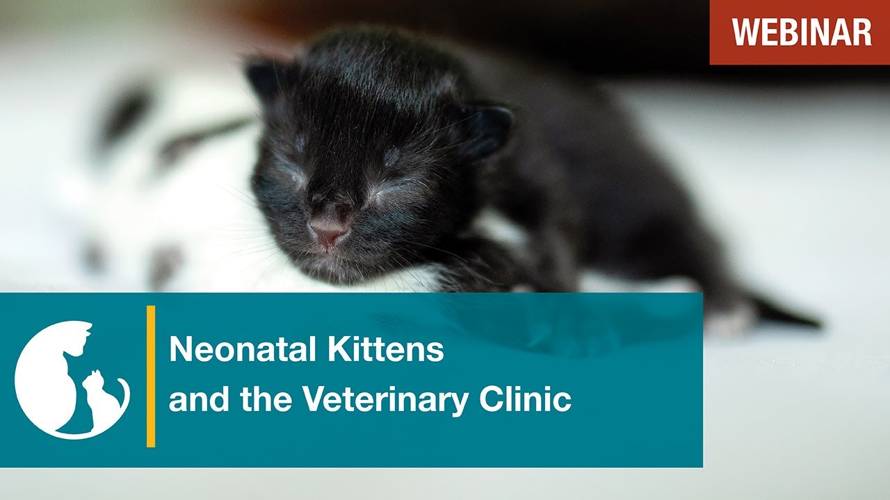 Neonatal Kittens and the Veterinary Clinic - YouTube