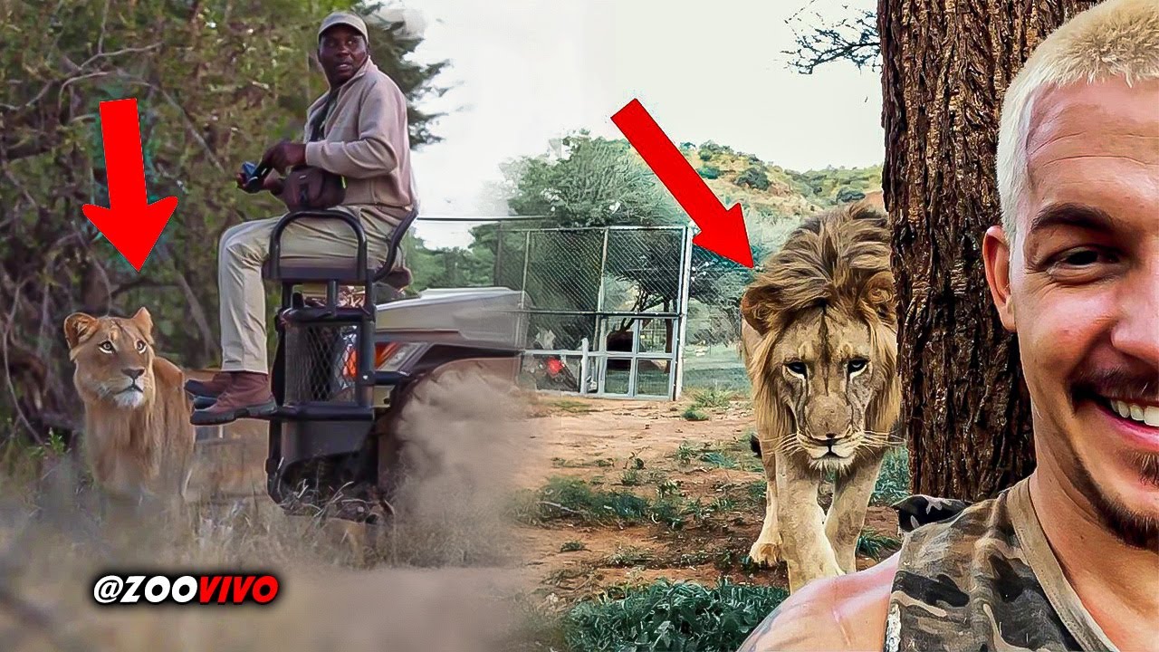 Lions Attack on Humans Moment Ft Dean Schneider - YouTube