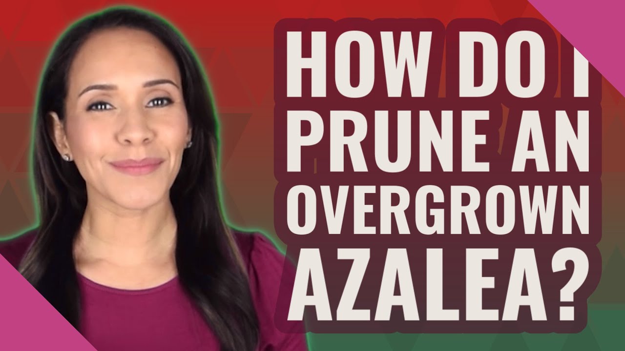 How do I prune an overgrown azalea? - YouTube