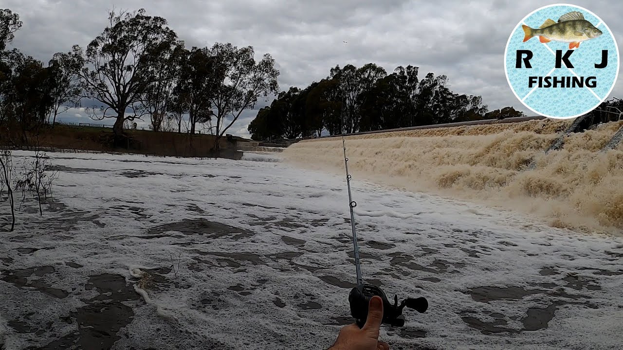 4 Golden Perch (and the one that got away) - YouTube