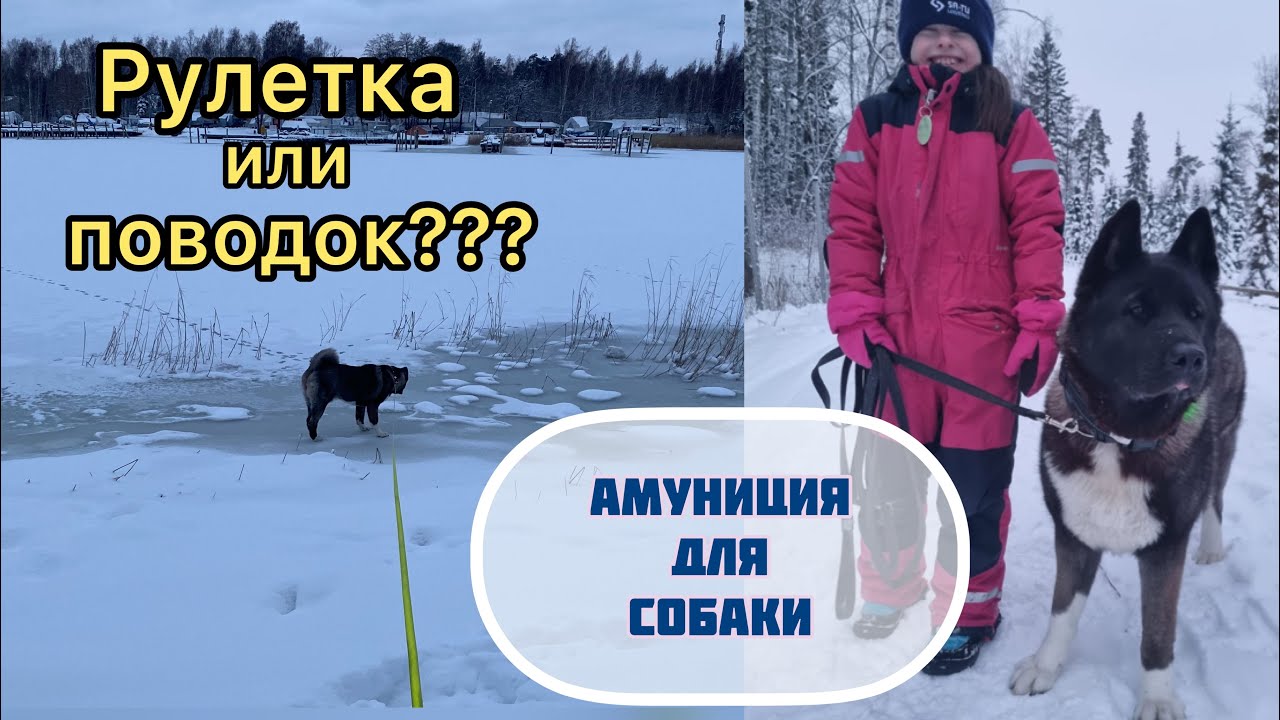 Амуниция для собаки, что используем мы с нашей акитой. Рулетка, поводок ...