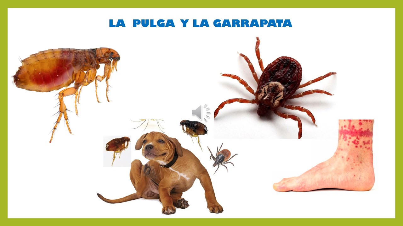 ANIMALES PERJUDICIALES - YouTube